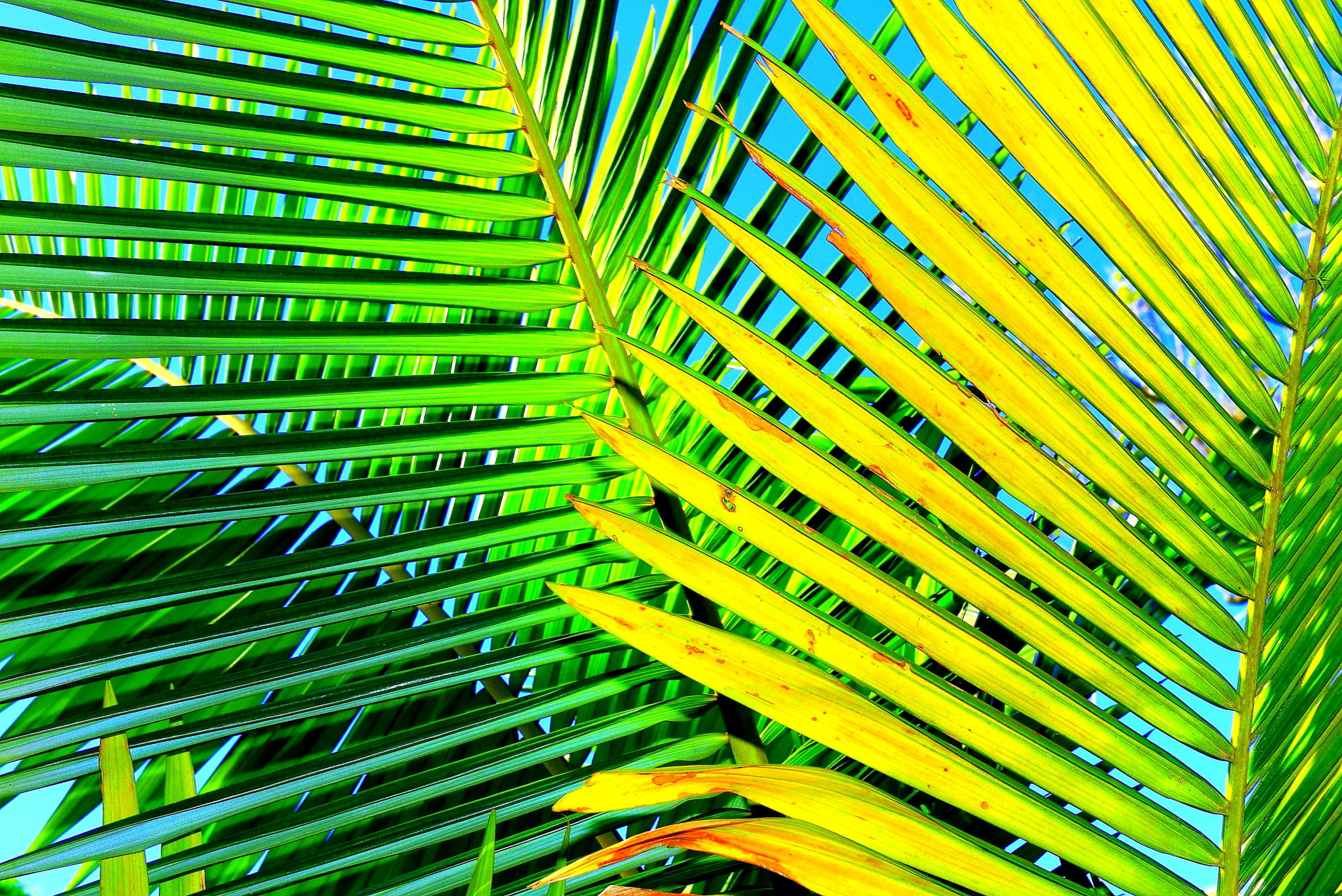 ESOMAR MAIN FEST LATAM 2019 A Festival Of Inspirations Research World